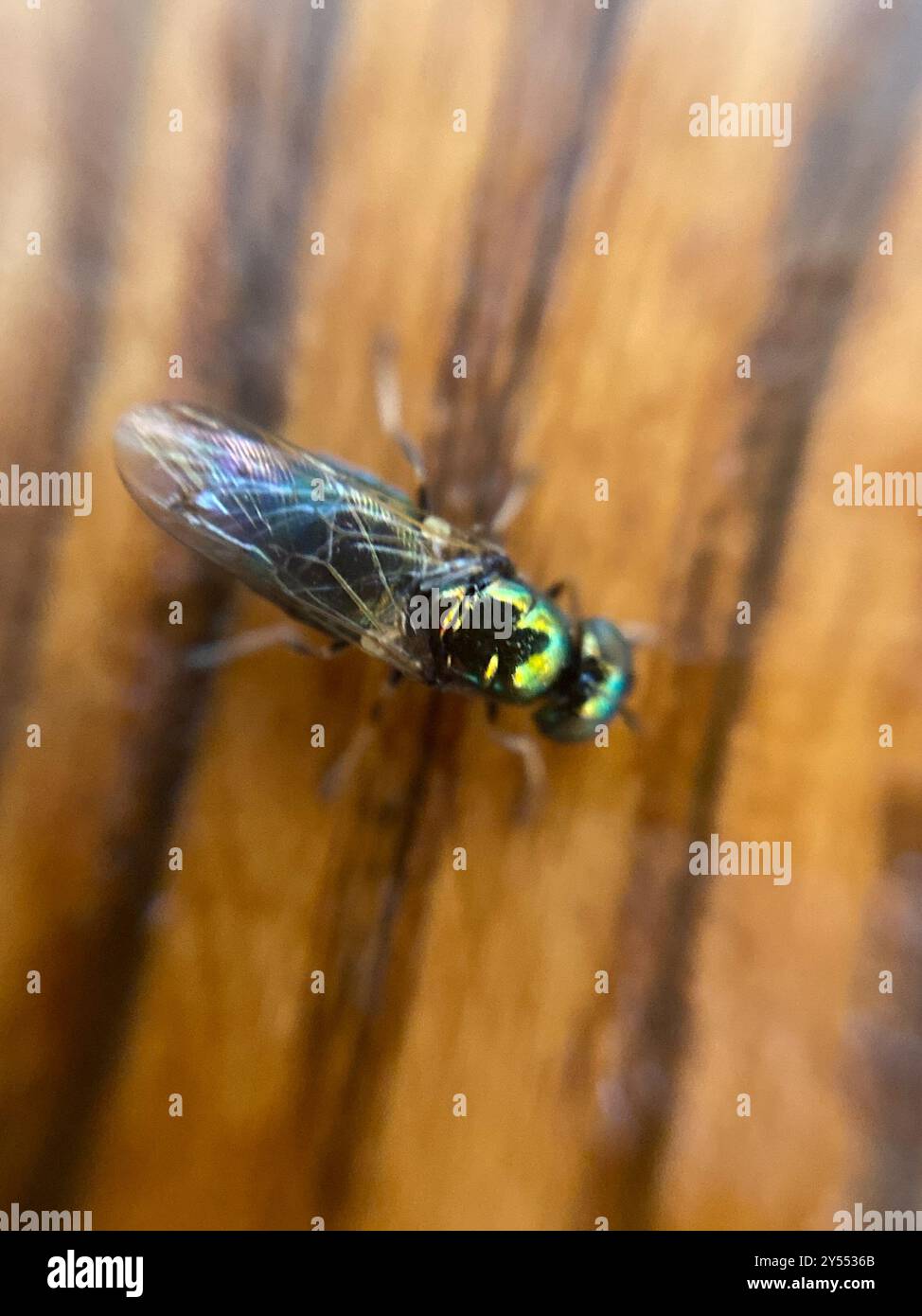 Black-horned Gem Fly (Microchrysa polita) Insecta Stock Photo - Alamy