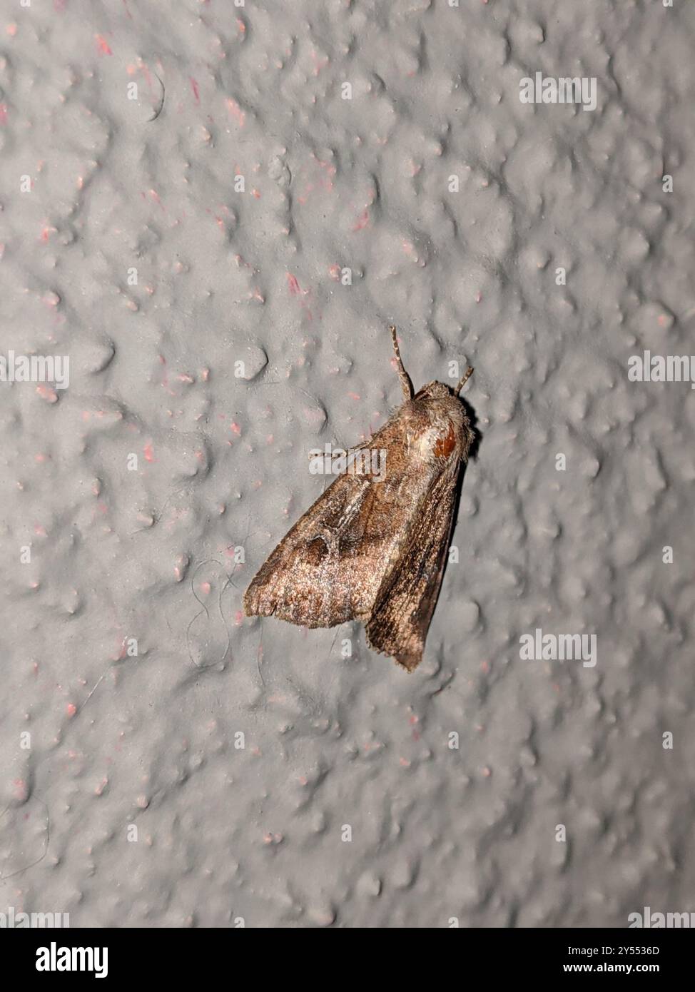 Veiled Ear Moth (Loscopia velata) Insecta Stock Photo - Alamy