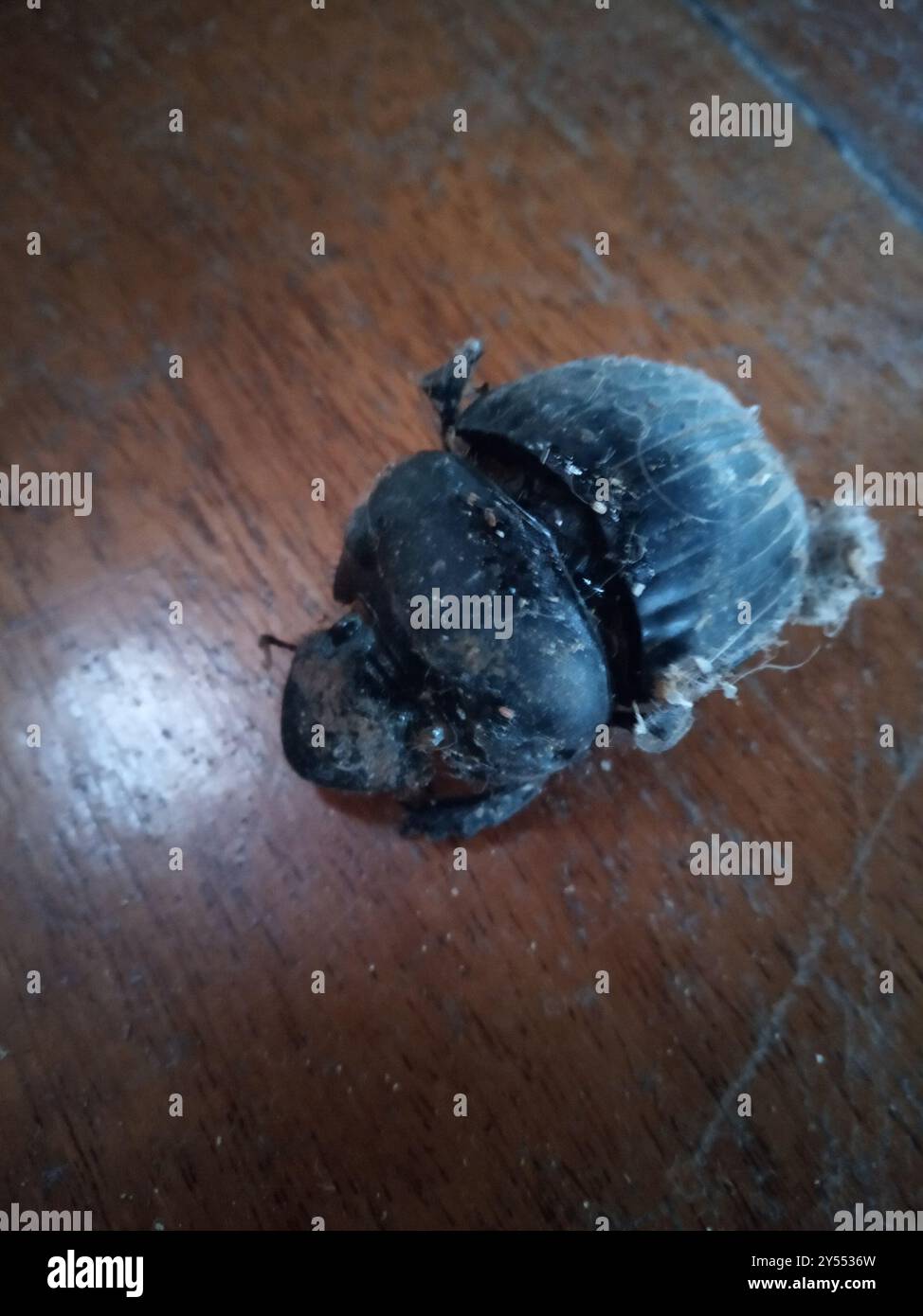 Dung Beetles (Scarabaeinae) Insecta Stock Photo - Alamy