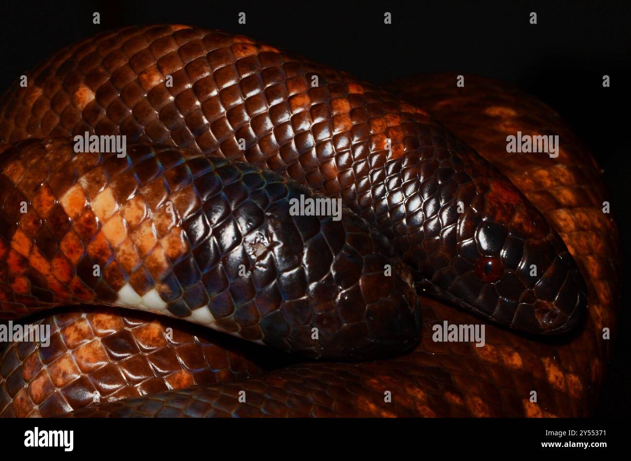 African Burrowing Python (Calabaria reinhardtii) Reptilia Stock Photo ...