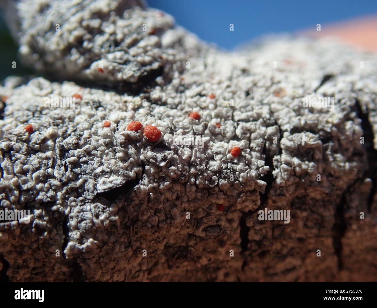 Northern Crimson Dot Lichen (Ramboldia cinnabarina) Fungi Stock Photo ...