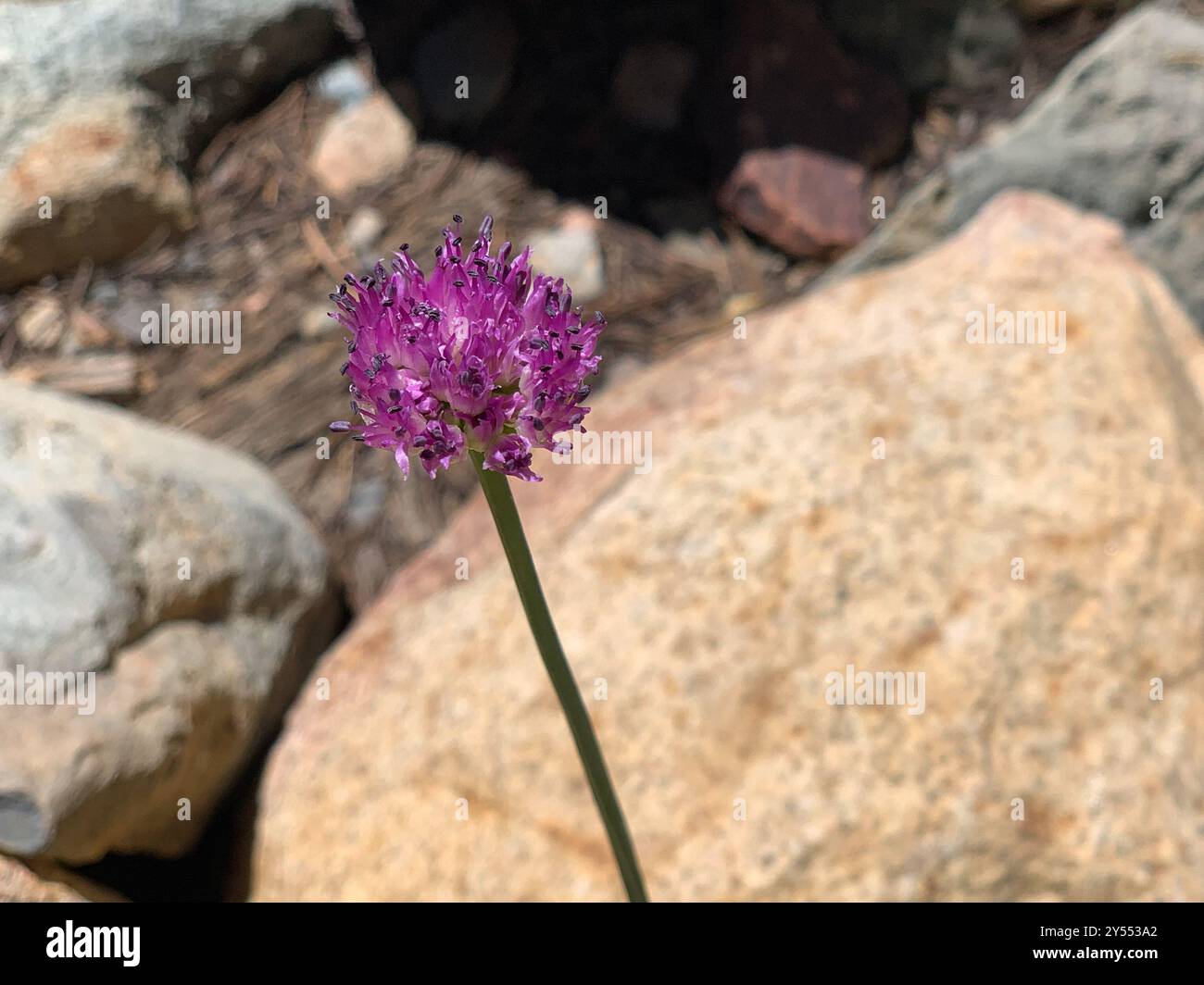 Swamp Onion (Allium validum) Plantae Stock Photo - Alamy