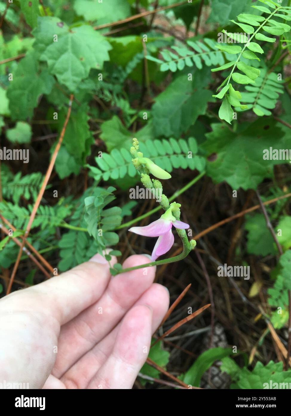 rosary pea (Abrus precatorius) Plantae Stock Photo - Alamy