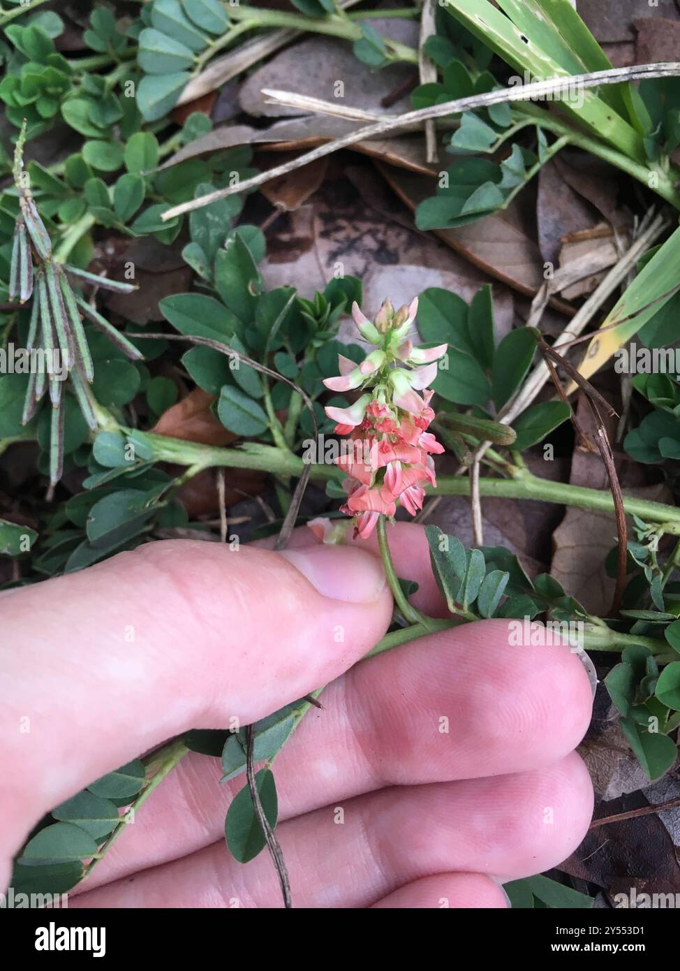 Creeping Indigo (Indigofera spicata) Plantae Stock Photo - Alamy