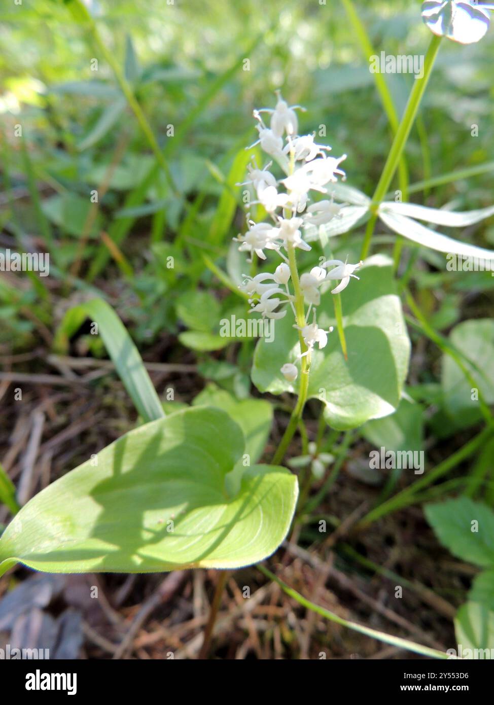 May Lily (Maianthemum bifolium) Plantae Stock Photo - Alamy