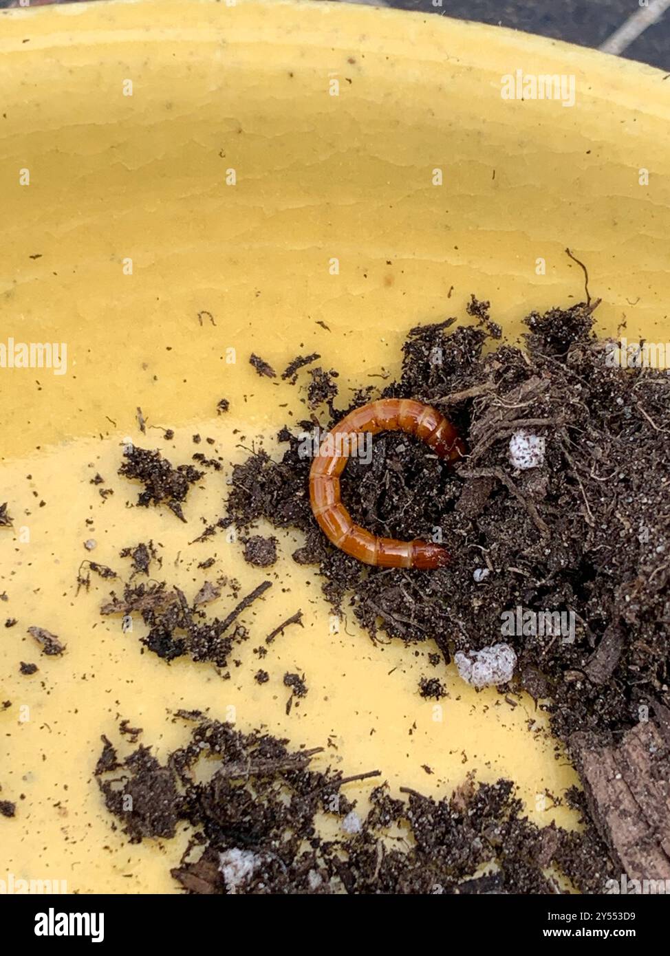 Water, Rove, Scarab, Long-horned, Leaf, and Snout Beetles (Polyphaga ...