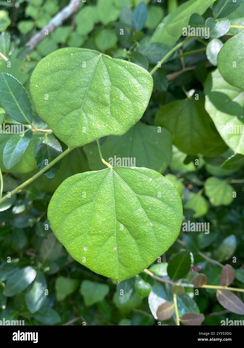 Carolina snailseed (Nephroia carolina) Plantae Stock Photo - Alamy