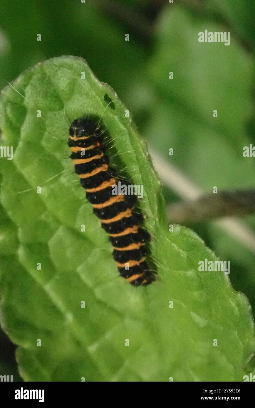 Cinnabar moth (Tyria jacobaeae) Insecta Stock Photo - Alamy