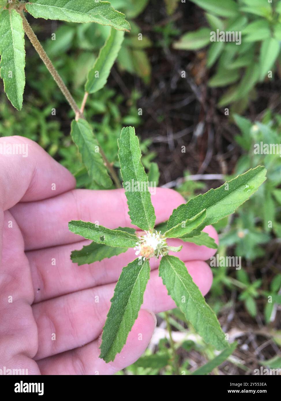 Tropic Croton (Croton glandulosus) Plantae Stock Photo - Alamy