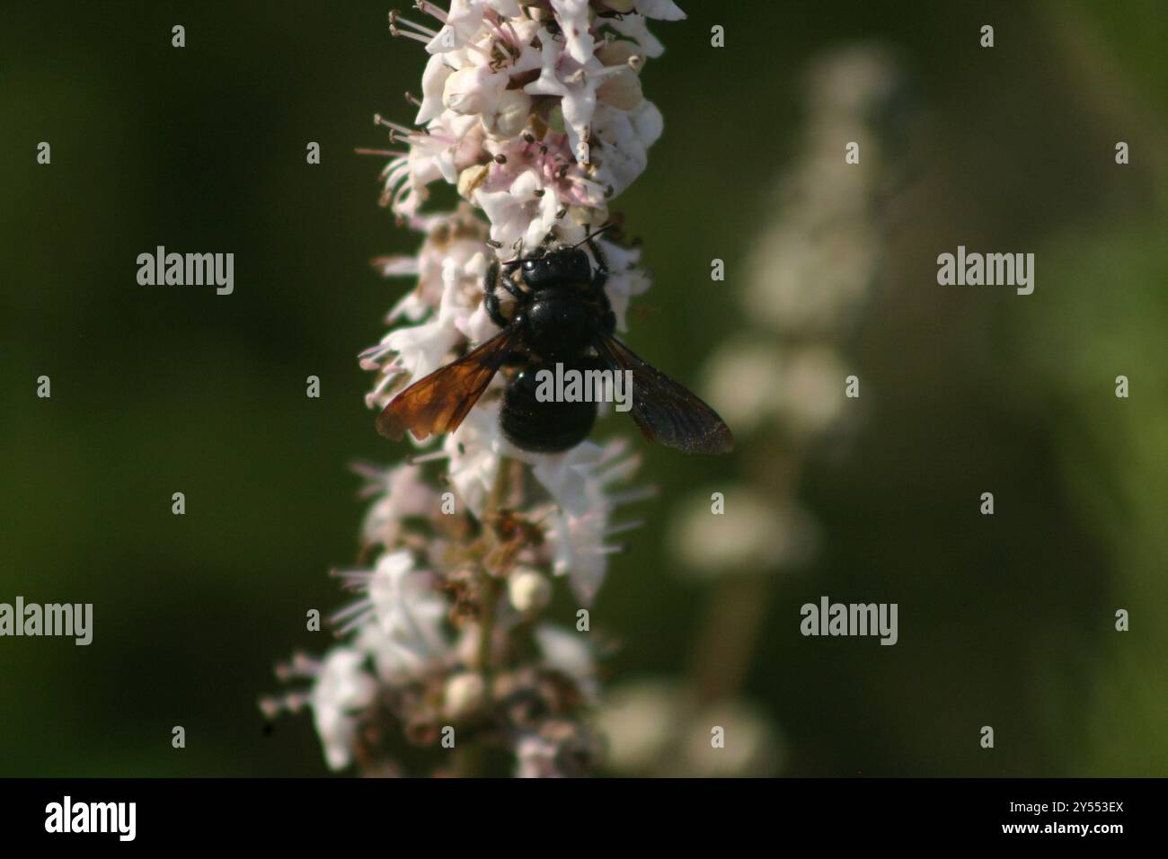 Large Carpenter Bees (Xylocopa) Insecta Stock Photo - Alamy