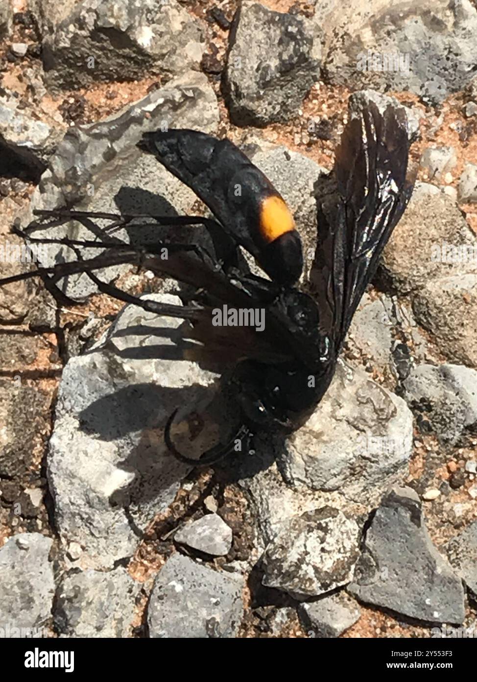 Spider Wasps (Pompilidae) Insecta Stock Photo - Alamy