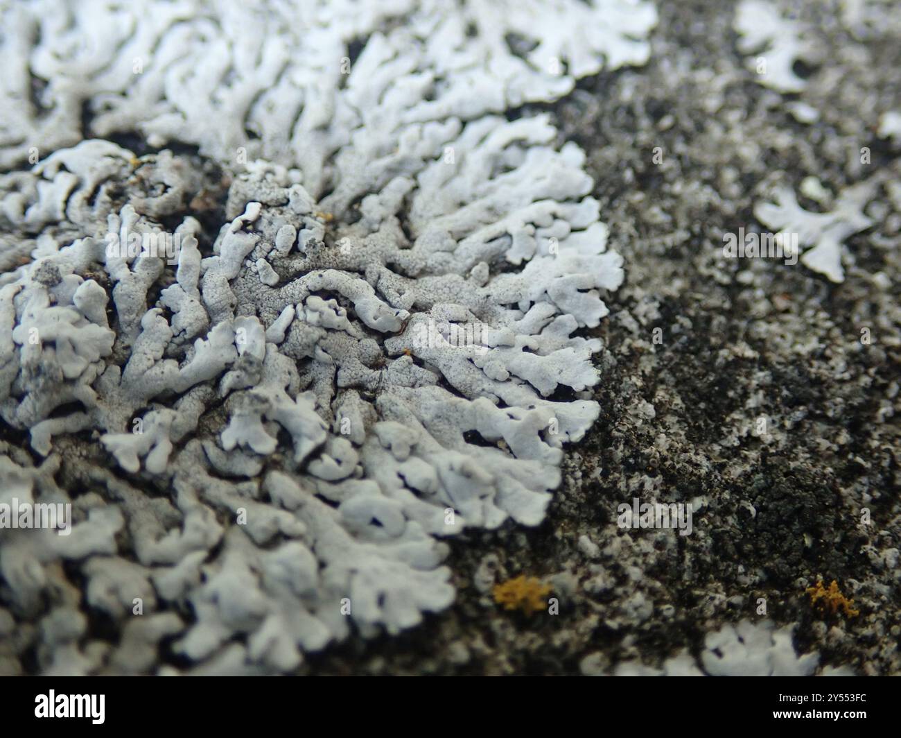 Blue-gray Rosette Lichen (Physcia caesia) Fungi Stock Photo - Alamy