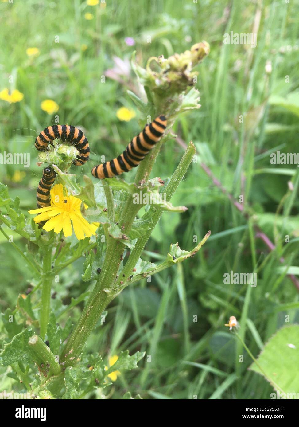 Cinnabar moth (Tyria jacobaeae) Insecta Stock Photo - Alamy