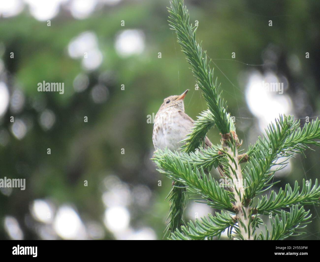 Swainson's Thrush (Catharus ustulatus) Aves Stock Photo - Alamy