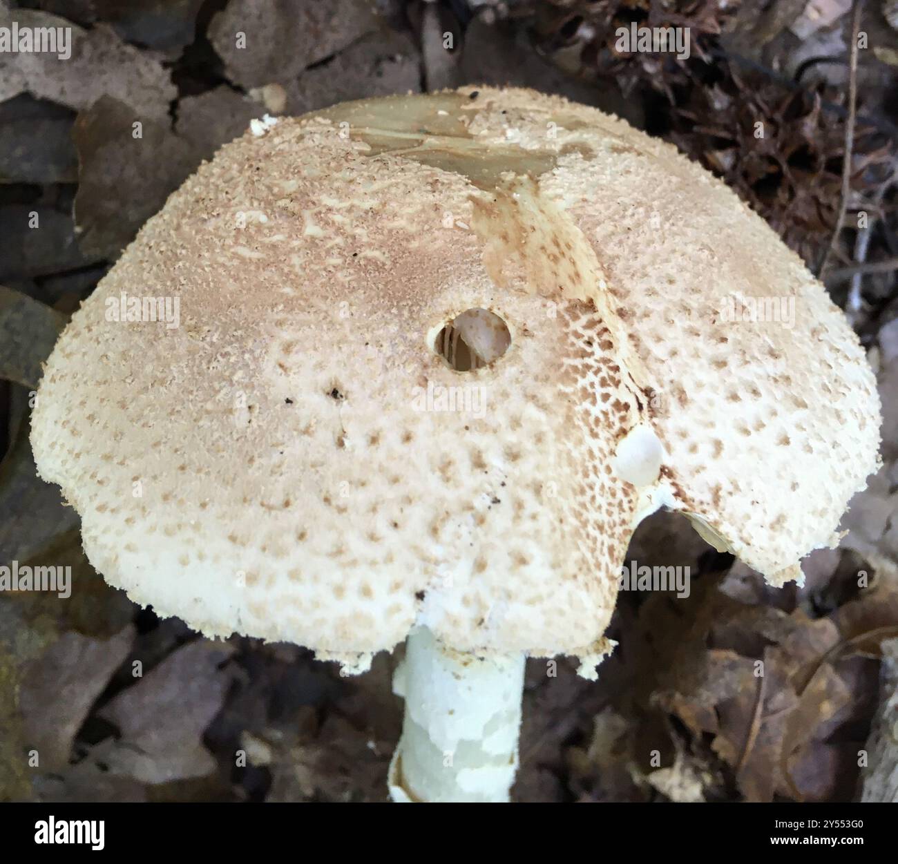 Carrot-Footed Lepidella (Amanita daucipes) Fungi Stock Photo - Alamy