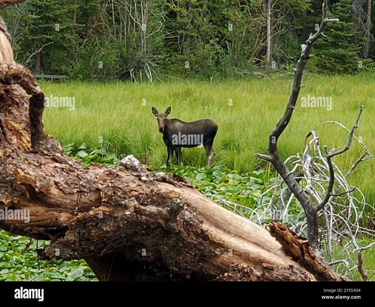 Shiras Moose (Alces alces shirasi) Mammalia Stock Photo - Alamy