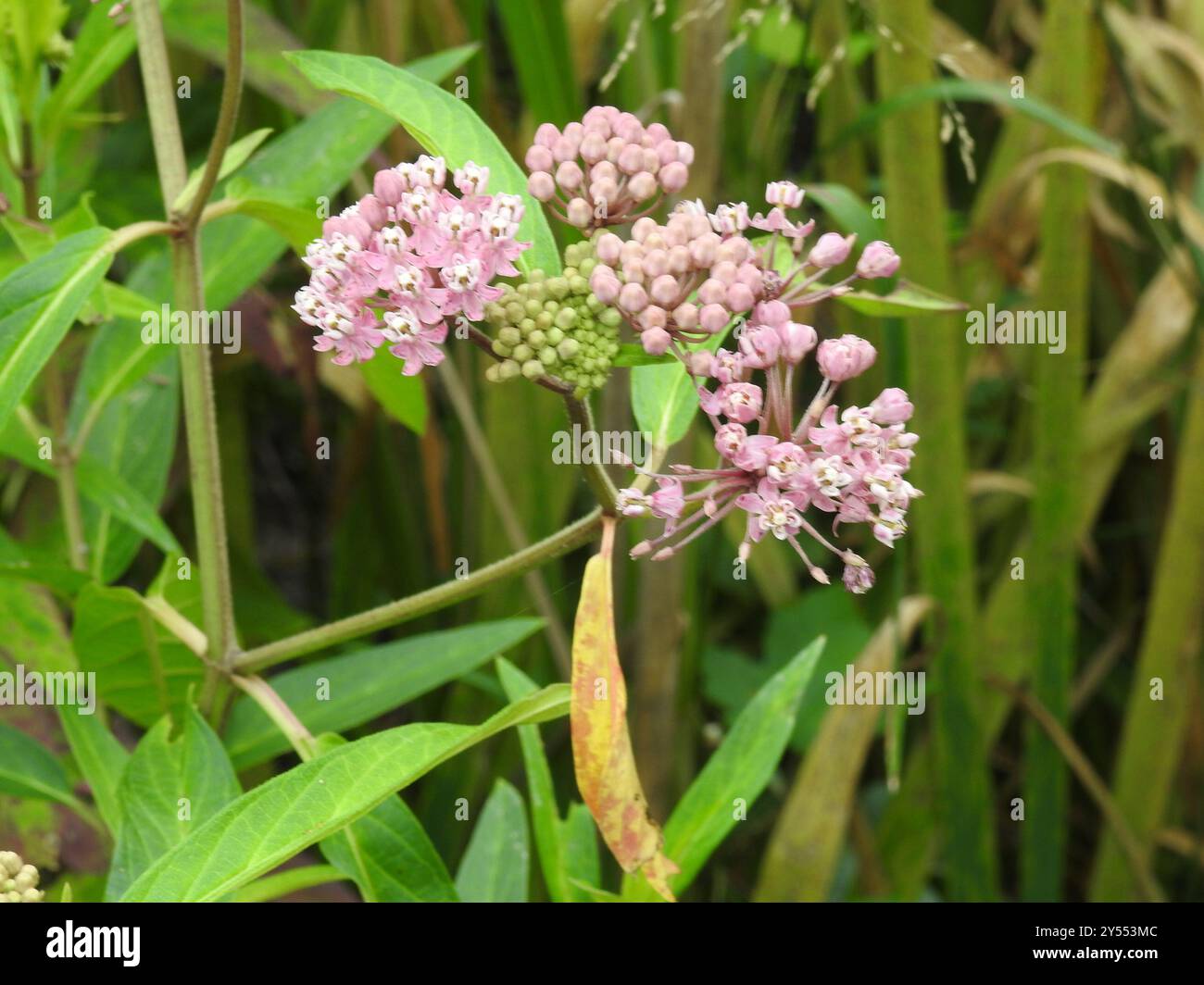 swamp milkweed (Asclepias incarnata) Plantae Stock Photo - Alamy