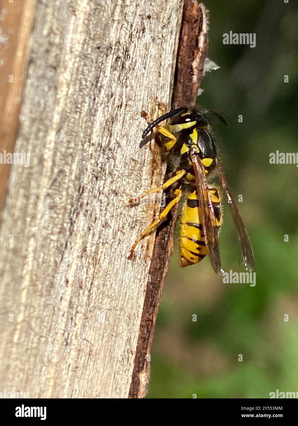 German Yellowjacket (Vespula germanica) Insecta Stock Photo - Alamy