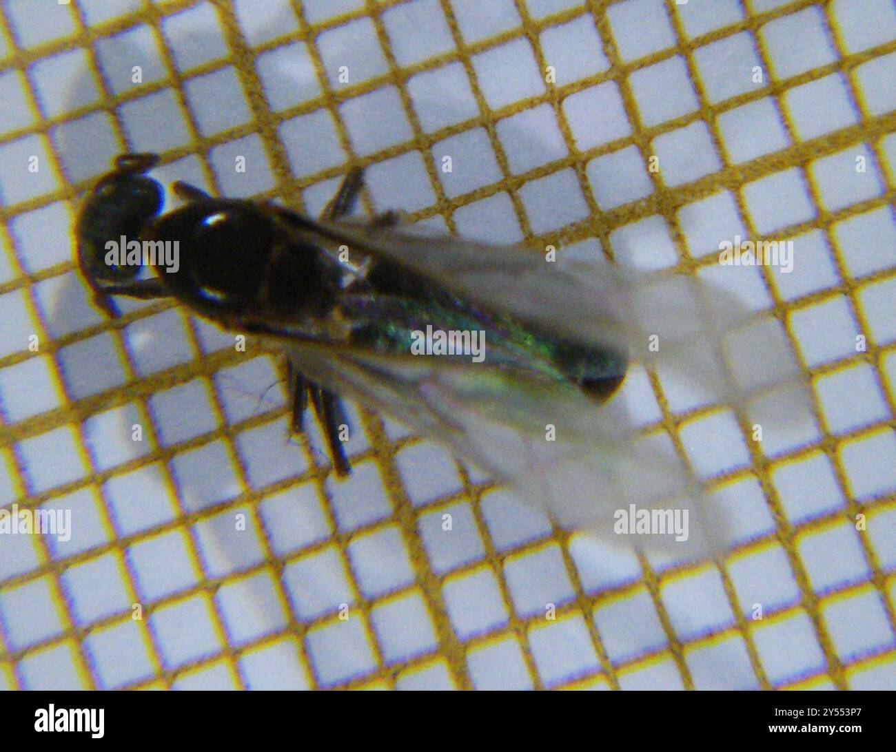 Citronella Ants, Fuzzy Ants, and Allies (Lasius) Insecta Stock Photo ...