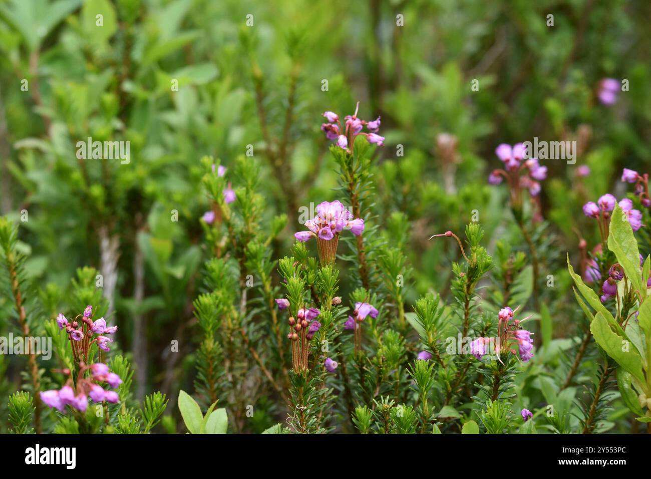 pink mountainheath (Phyllodoce empetriformis) Plantae Stock Photo - Alamy
