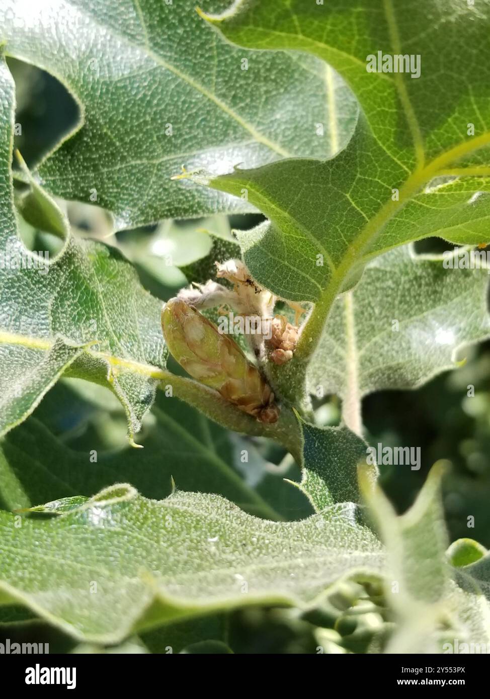 California black oak (Quercus kelloggii) Plantae Stock Photo - Alamy