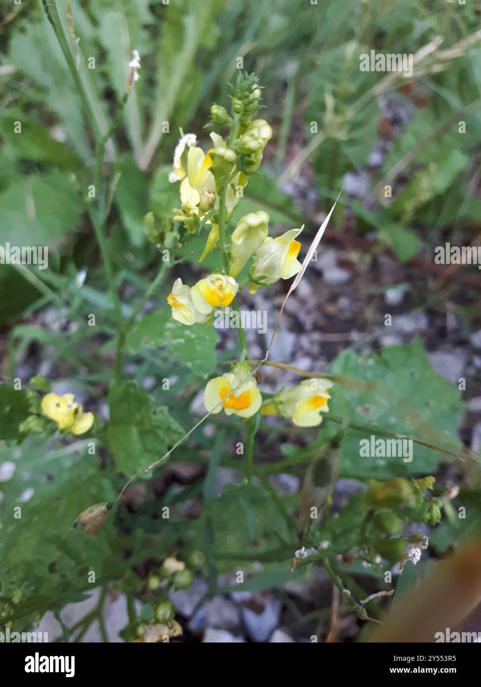 common toadflax (Linaria vulgaris) Plantae Stock Photo - Alamy