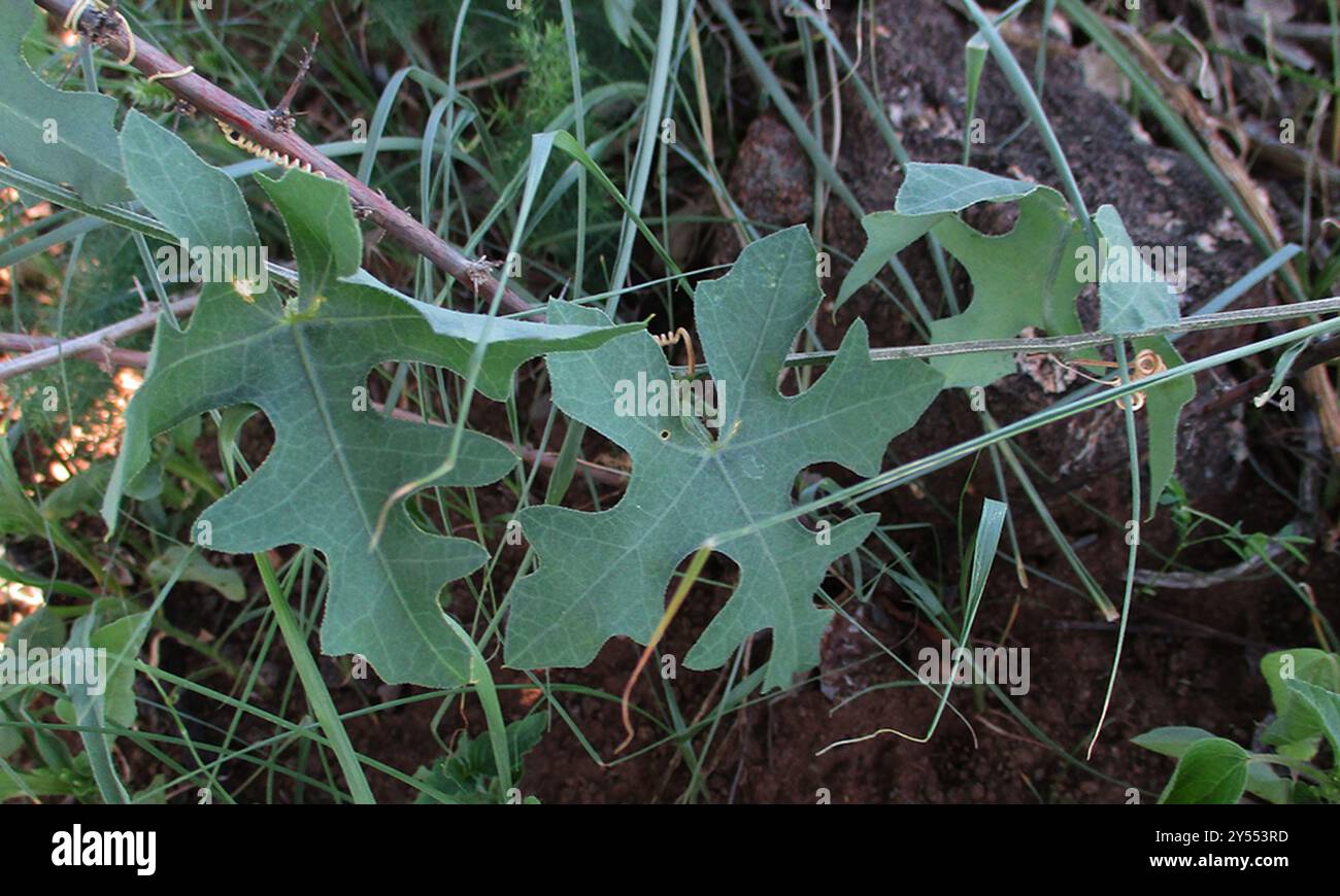 Cucumber Bushpumpkin (Coccinia rehmannii) Plantae Stock Photo - Alamy