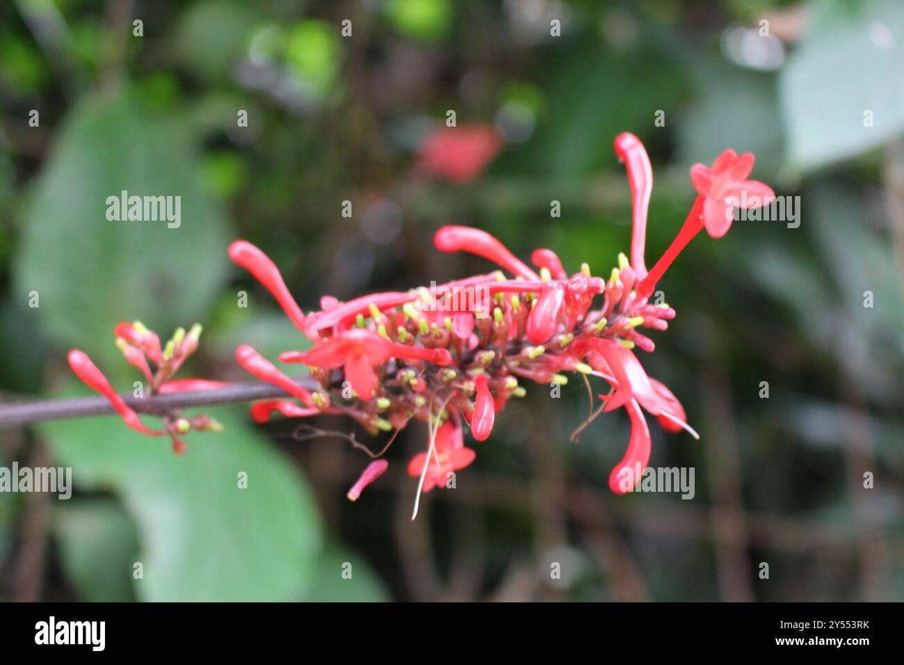Firespike (Odontonema tubaeforme) Plantae Stock Photo - Alamy