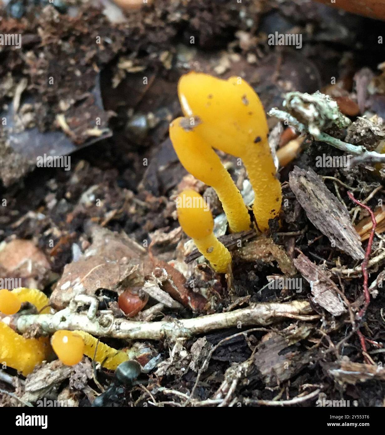 Earthtongue hi-res stock photography and images - Alamy