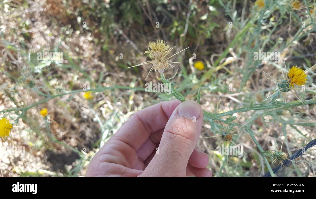 Yellow Star-Thistle (Centaurea solstitialis) Plantae Stock Photo - Alamy