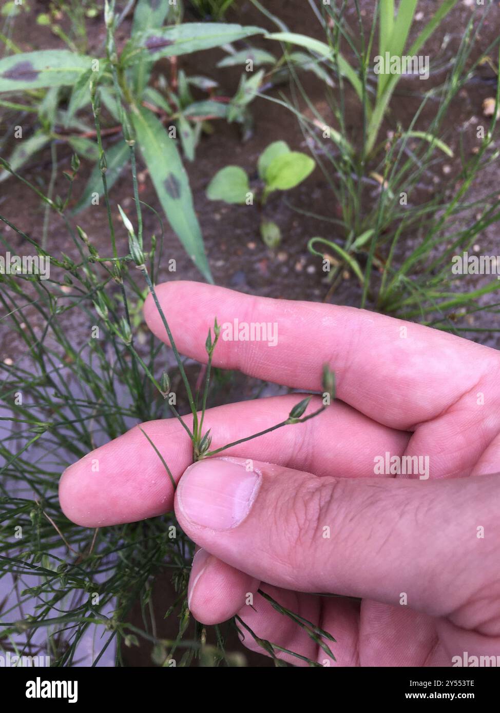 Toad rush (Juncus bufonius) Plantae Stock Photo - Alamy
