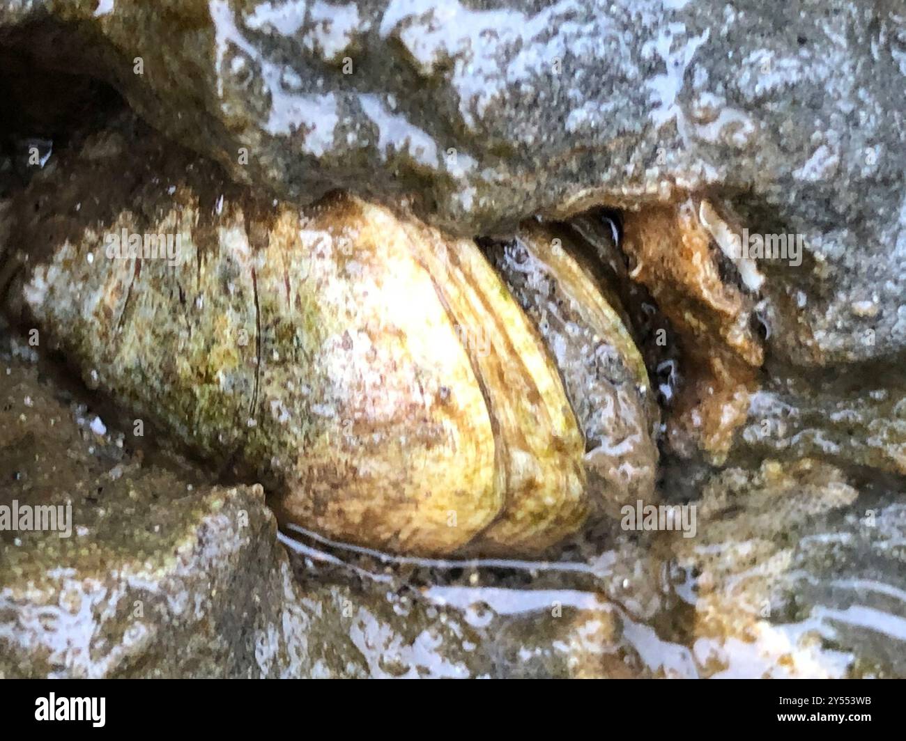 Bivalves (Bivalvia) Mollusca Stock Photo - Alamy