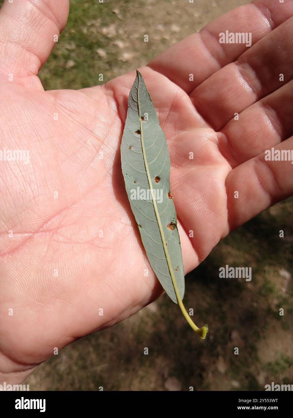 Willow Bead Gall Mite (Aculus tetanothrix) Arachnida Stock Photo - Alamy