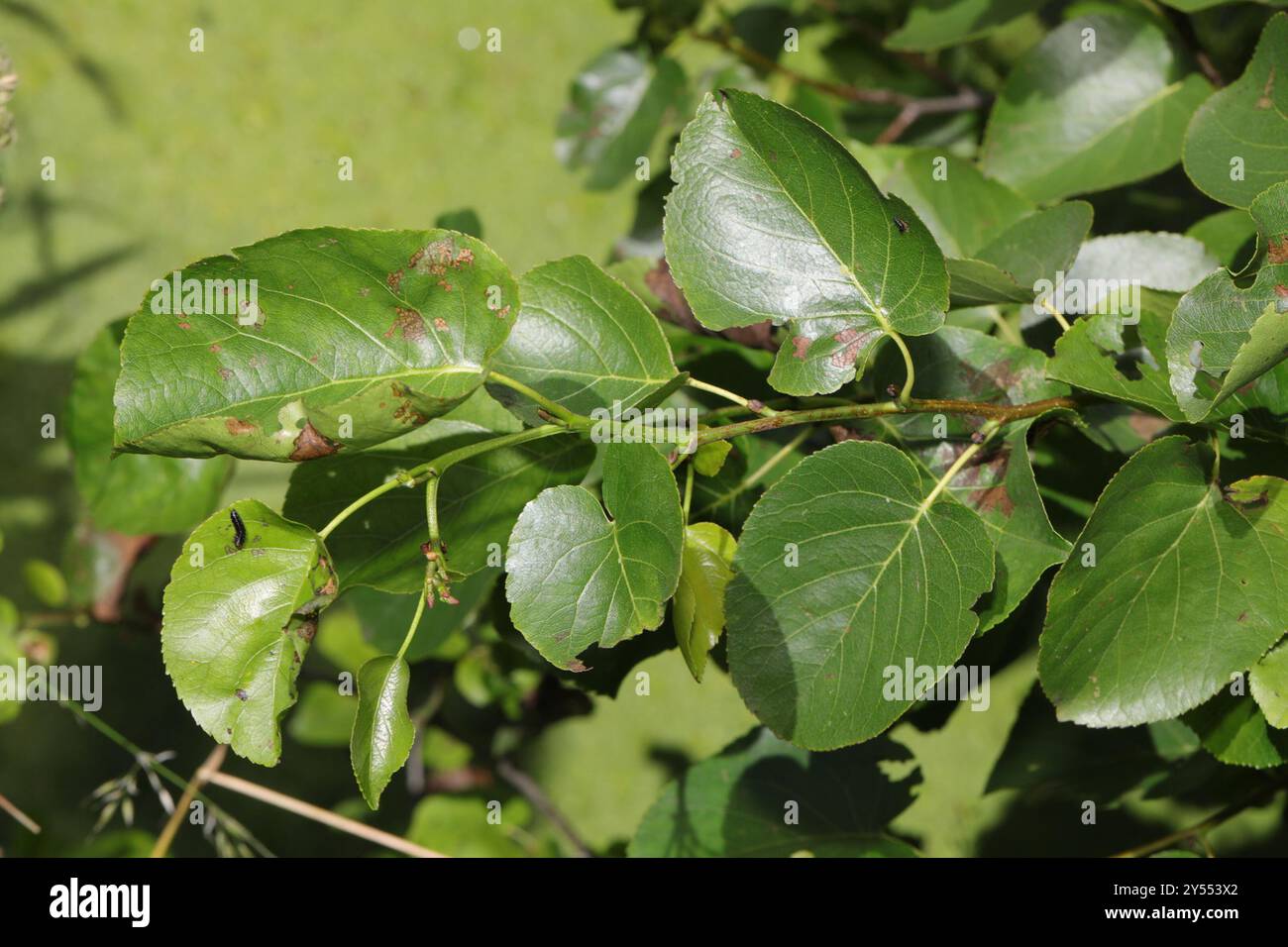 Italian alder (Alnus cordata) Plantae Stock Photo - Alamy