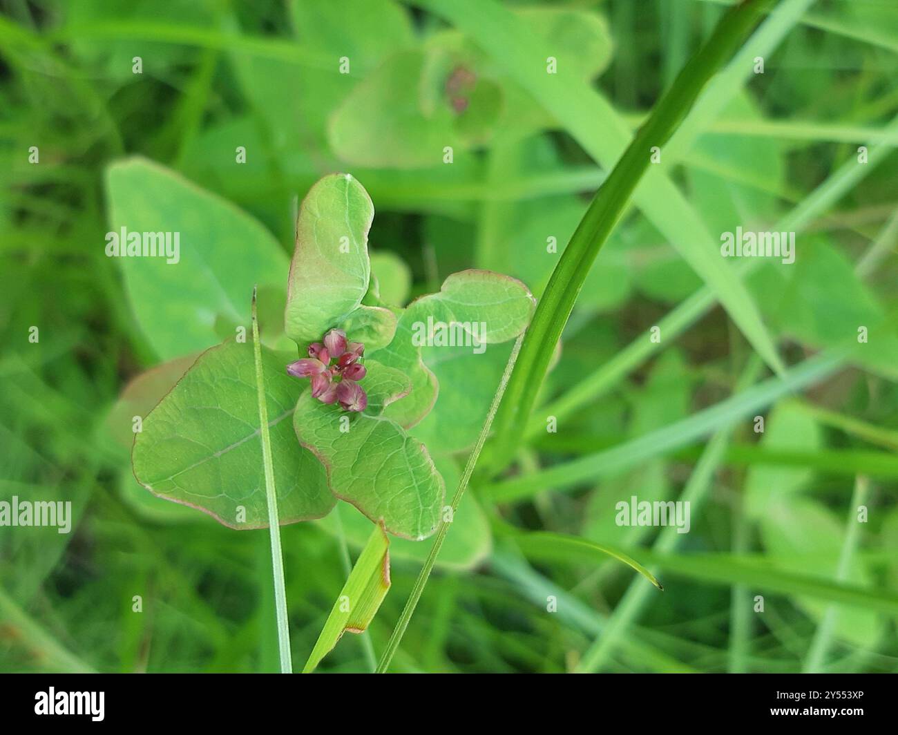Fraser's marsh St. John's-wort (Hypericum fraseri) Plantae Stock Photo ...