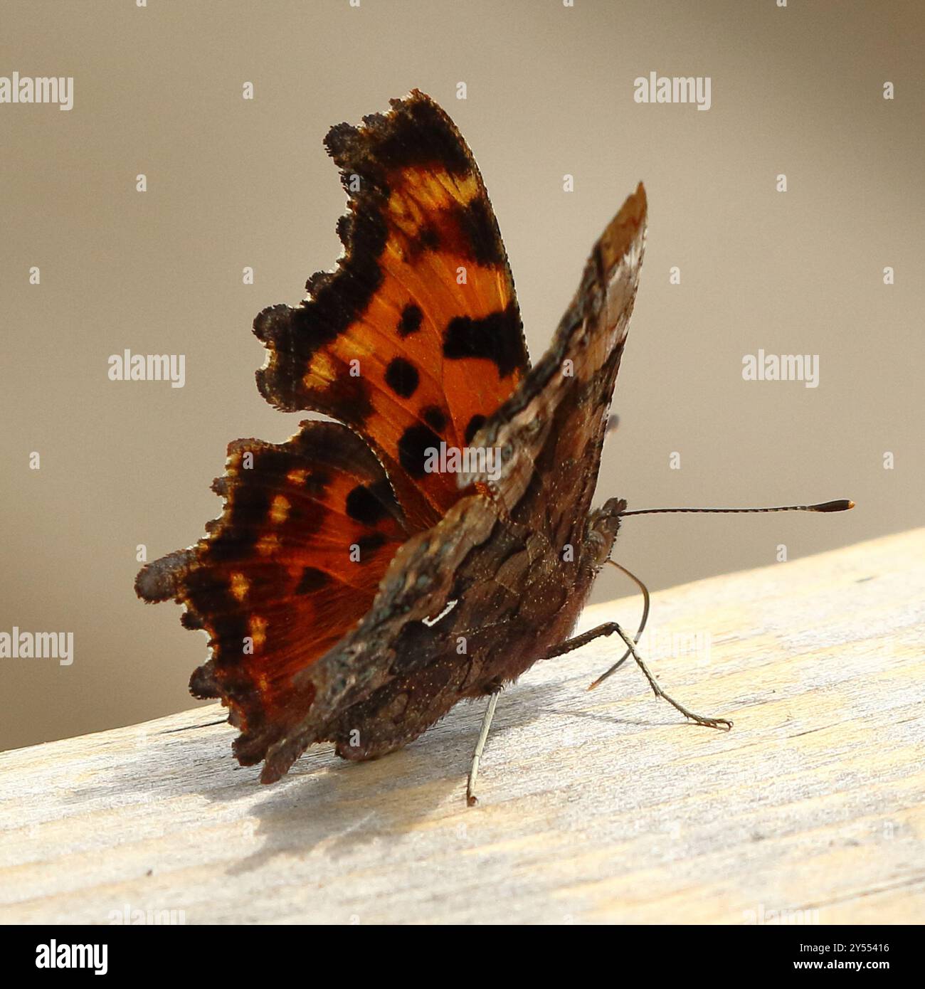 Green Comma (Polygonia faunus) Insecta Stock Photo - Alamy
