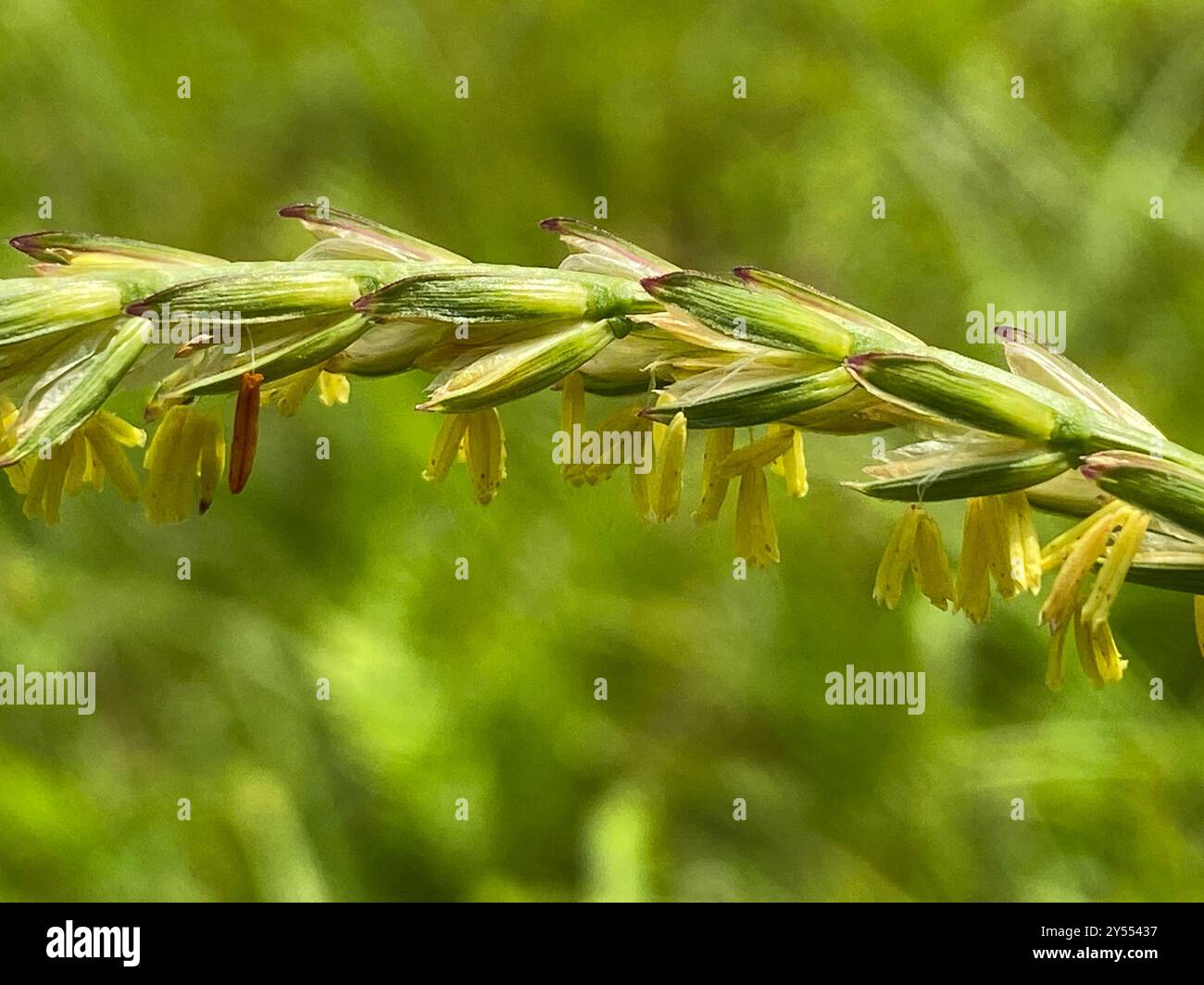 eastern gamagrass (Tripsacum dactyloides) Plantae Stock Photo - Alamy