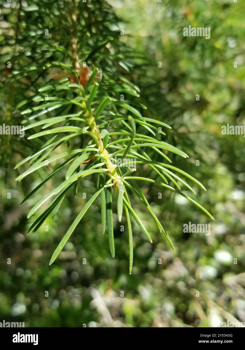 white fir (Abies concolor) Plantae Stock Photo - Alamy