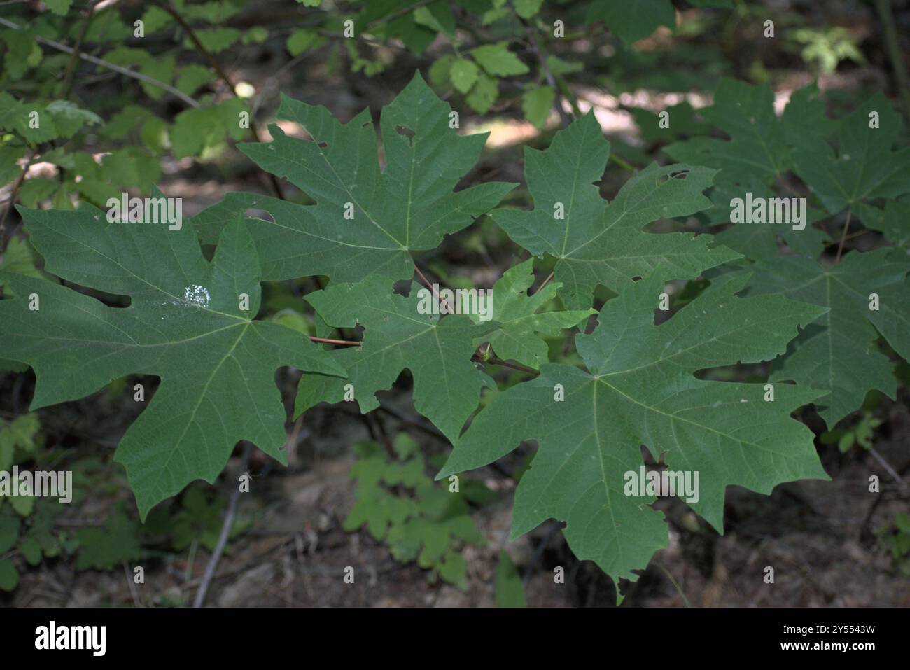 bigleaf maple (Acer macrophyllum) Plantae Stock Photo - Alamy