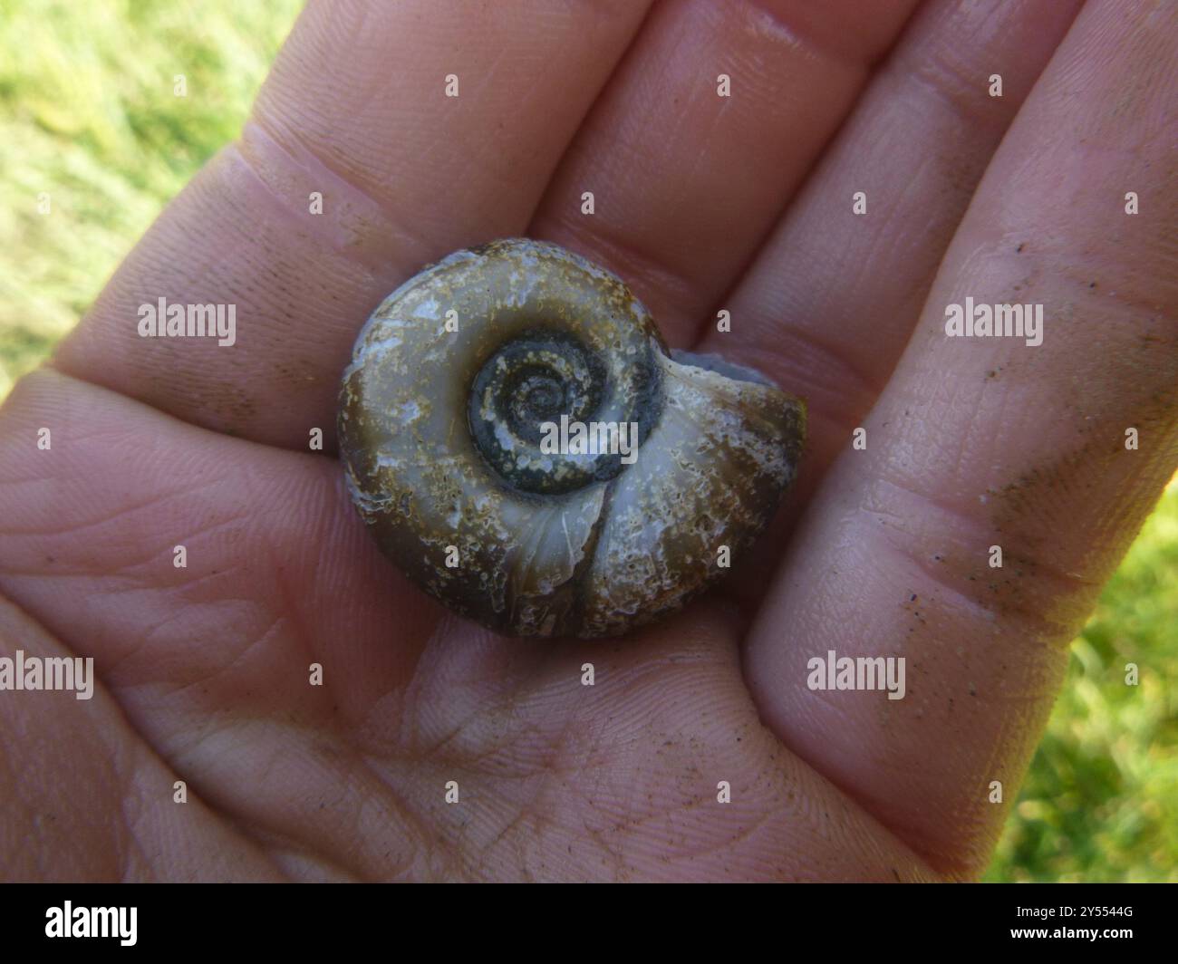Great Ram's-horn (Planorbarius corneus) Mollusca Stock Photo - Alamy