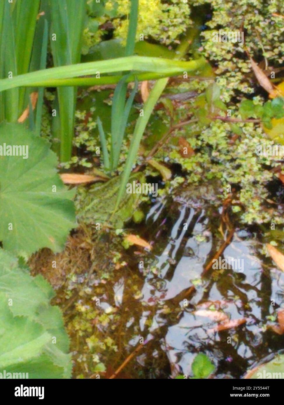 Water Frogs (Pelophylax) Amphibia Stock Photo - Alamy
