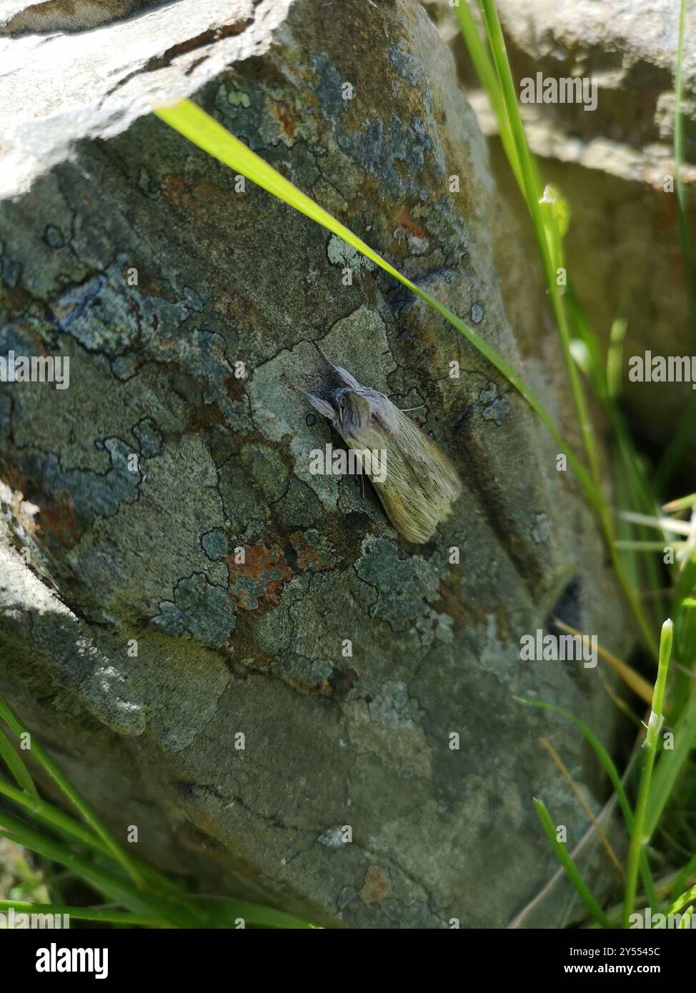 Shark Moth (Cucullia umbratica) Insecta Stock Photo - Alamy