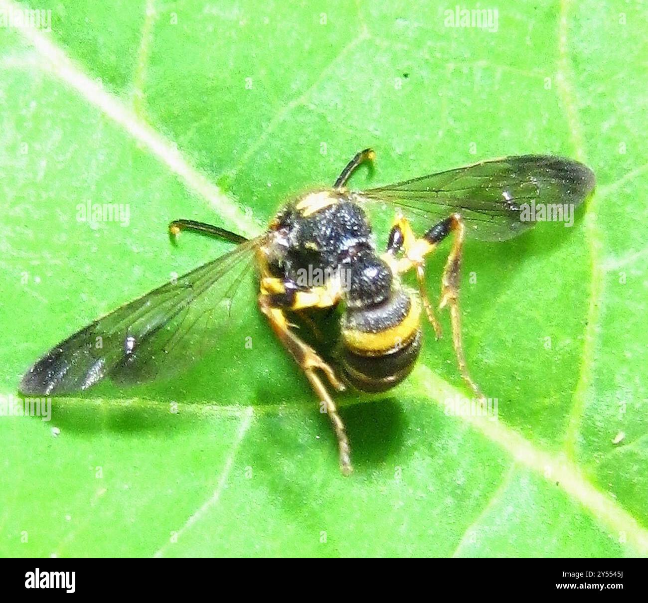 Typical Weevil Wasps and Allies (Cerceris) Insecta Stock Photo - Alamy