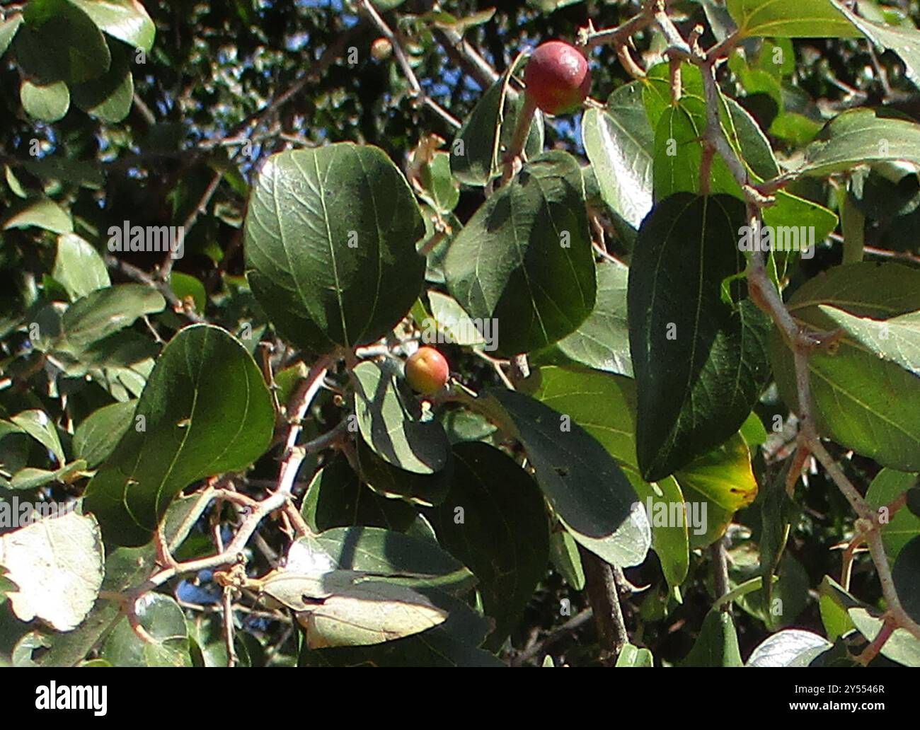 buffalo-thorn (Ziziphus mucronata) Plantae Stock Photo - Alamy