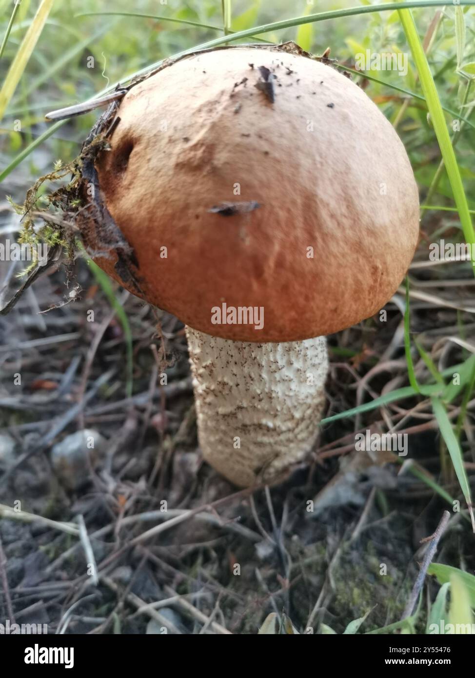 Red-capped Scaber Stalk (Leccinum aurantiacum) Fungi Stock Photo - Alamy