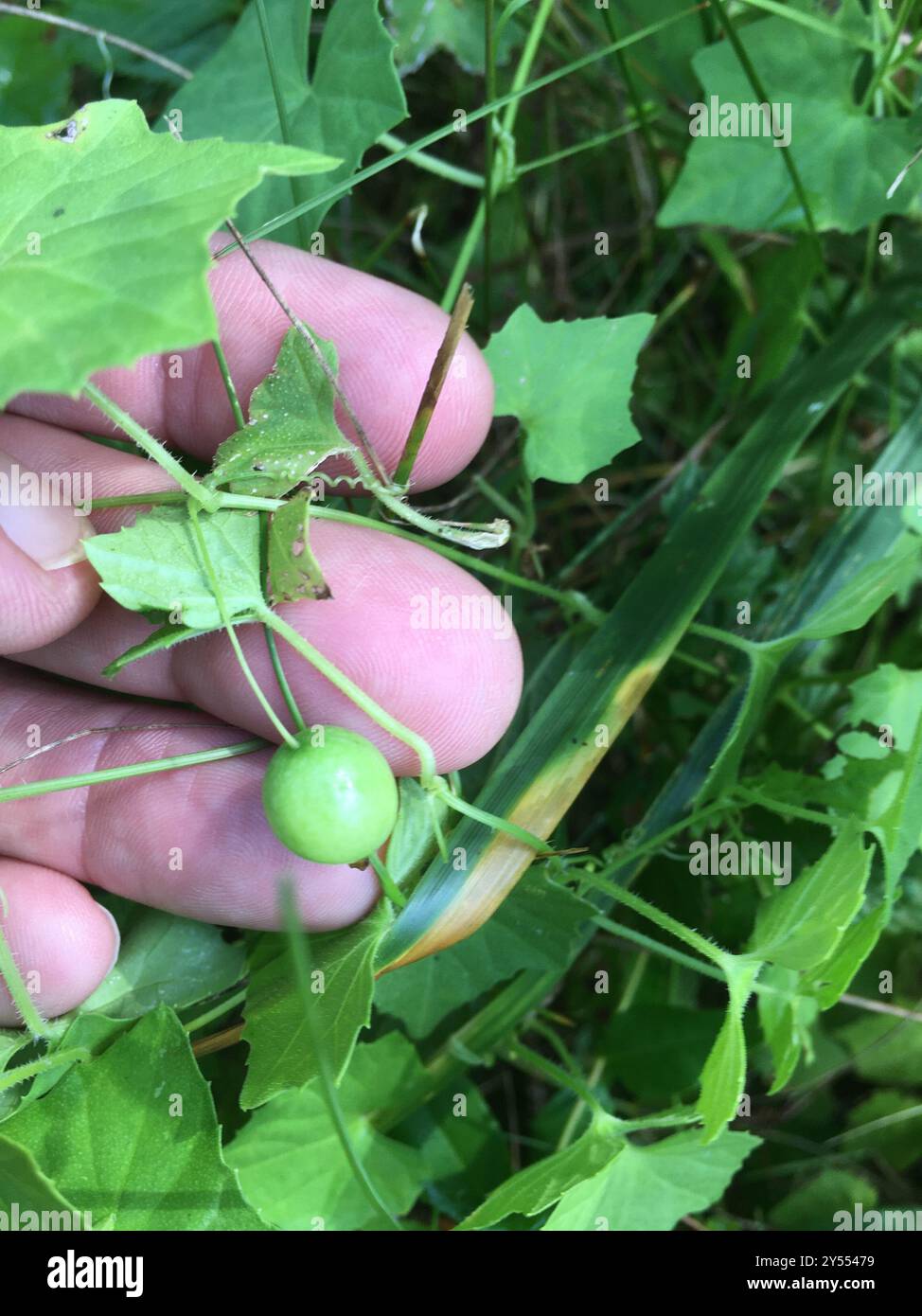 creeping cucumber (Melothria pendula) Plantae Stock Photo - Alamy