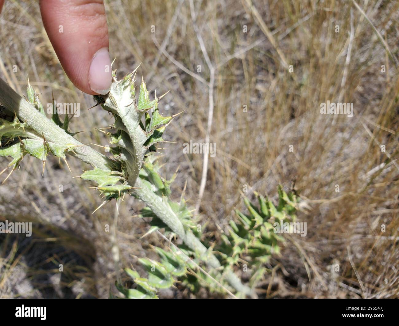 wavyleaf thistle (Cirsium undulatum) Plantae Stock Photo - Alamy