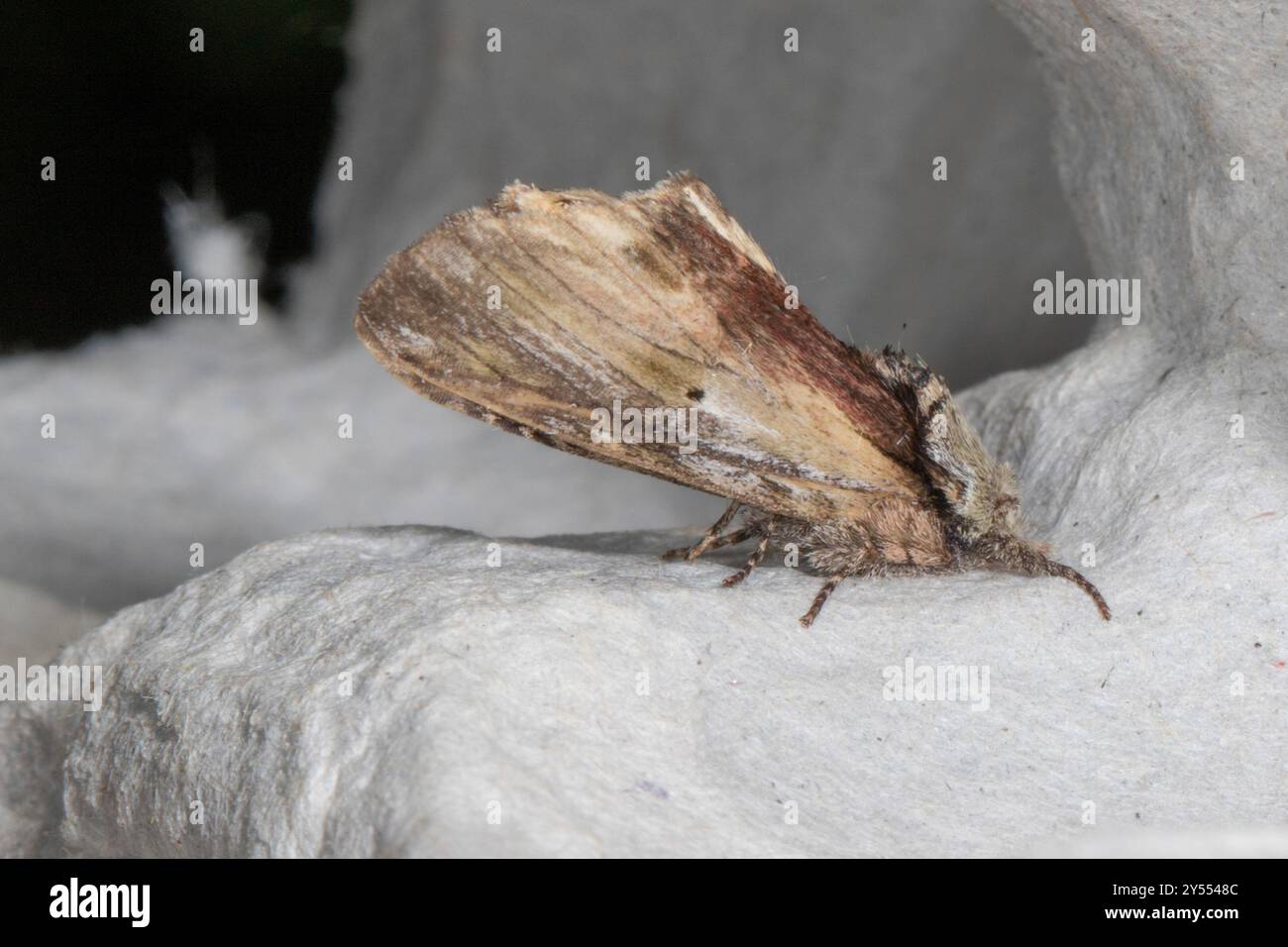 Red-humped Caterpillar Moth (Oedemasia concinna) Insecta Stock Photo ...