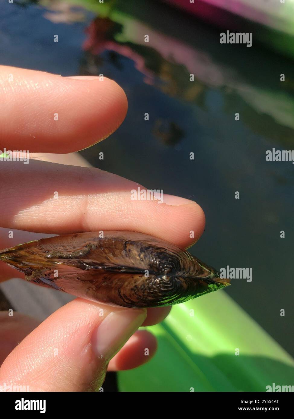 Eastern Floater (Pyganodon cataracta) Mollusca Stock Photo - Alamy
