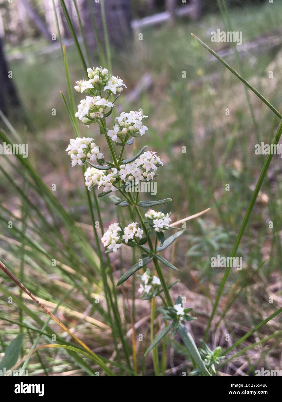 Northern Bedstraw (Galium boreale) Plantae Stock Photo - Alamy